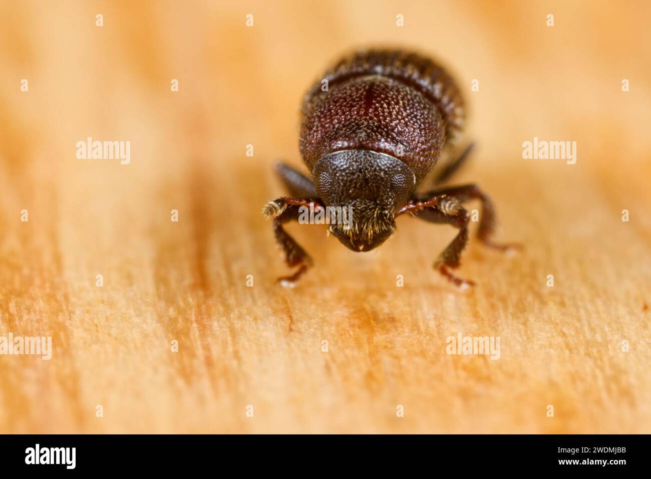 Bark beetle (Hylurgops palliatus Stock Photo - Alamy