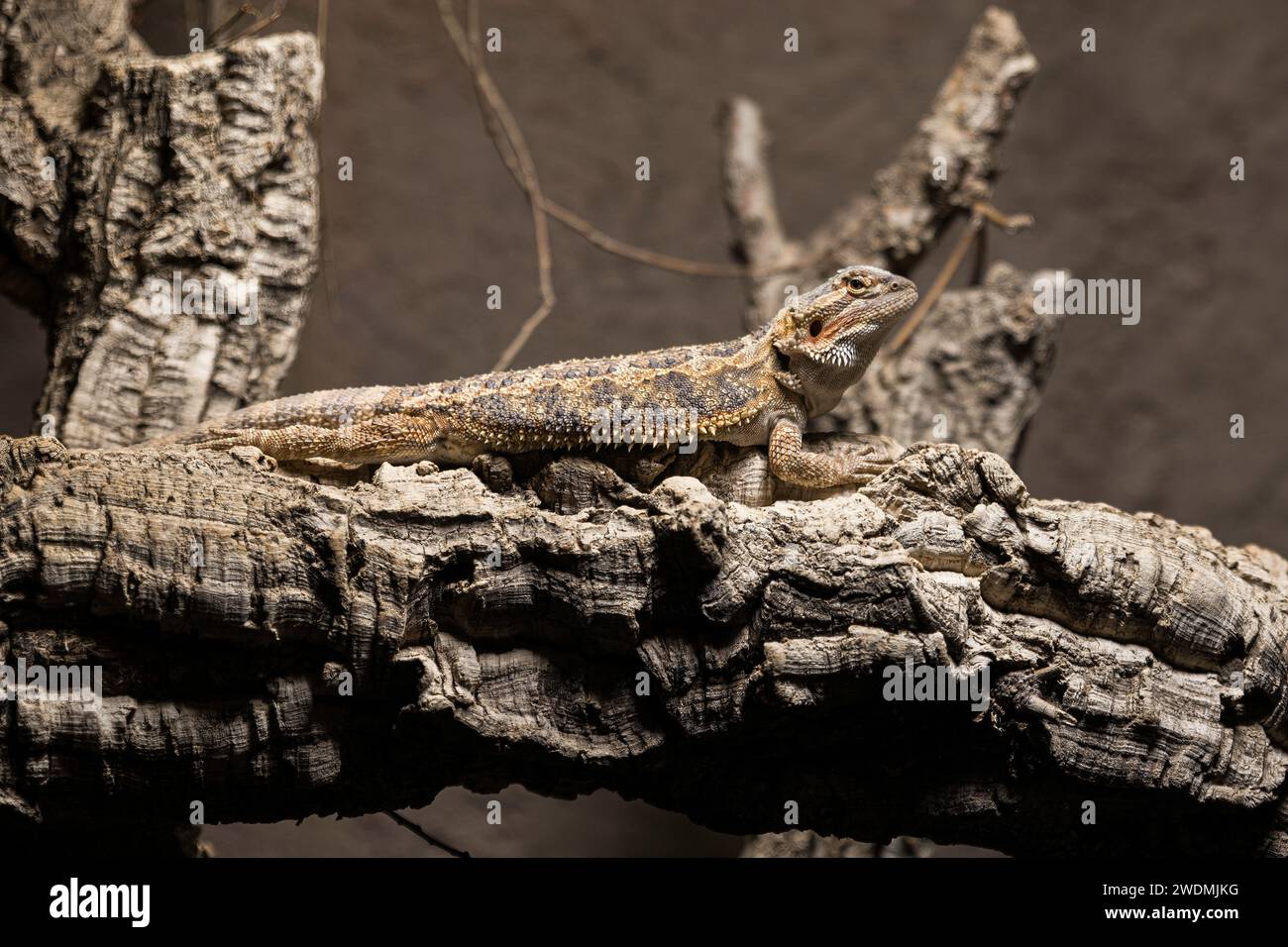 a bearded dragon on a tree camouflage Stock Photo - Alamy