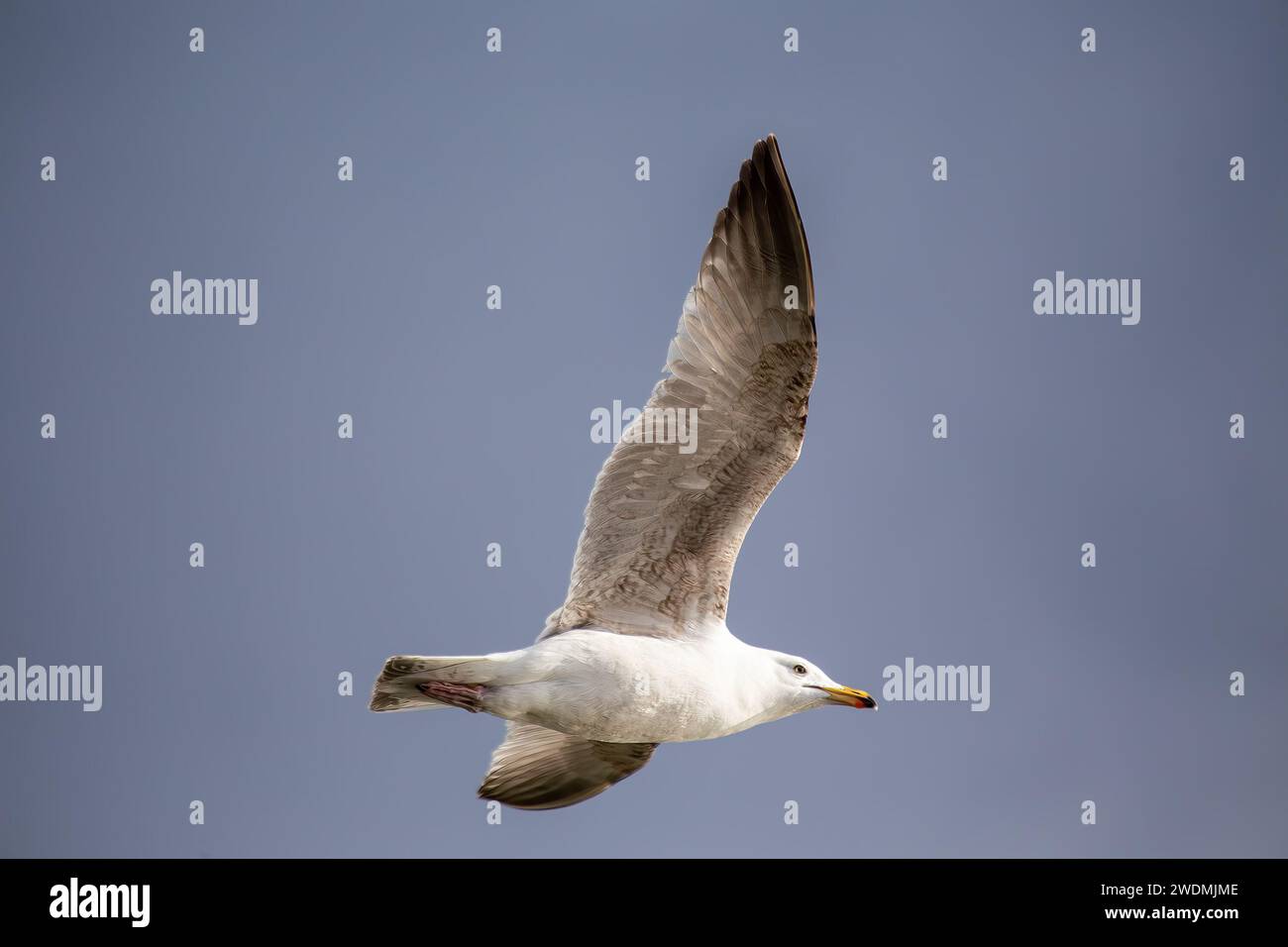 Graceful Herring Gull (Larus argentatus) soaring along the coast of ...