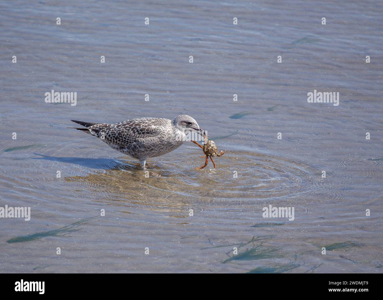 Graceful Herring Gull (Larus argentatus) soaring along the coast of ...