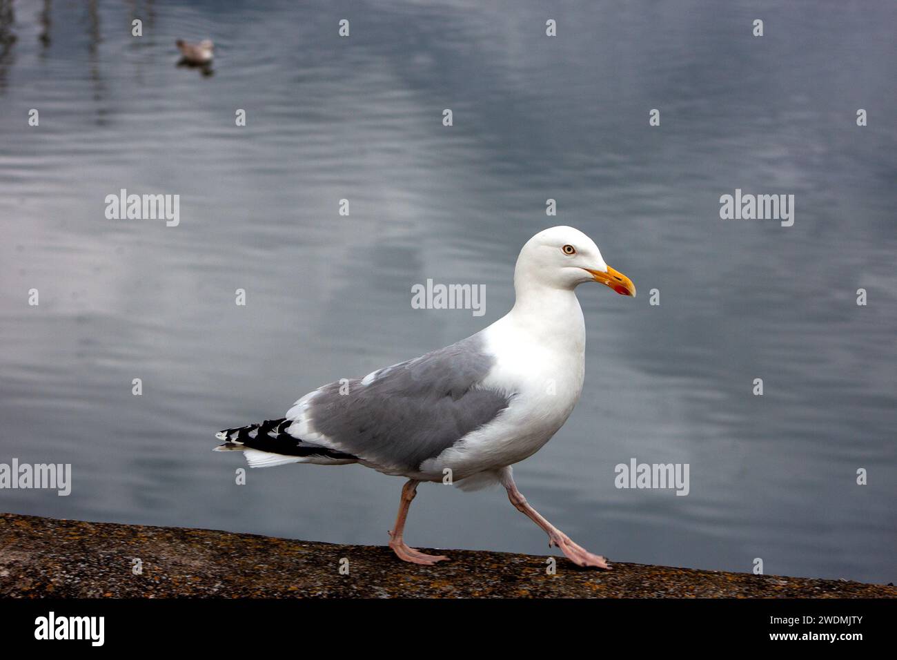 Graceful Herring Gull (Larus argentatus) soaring along the coast of ...