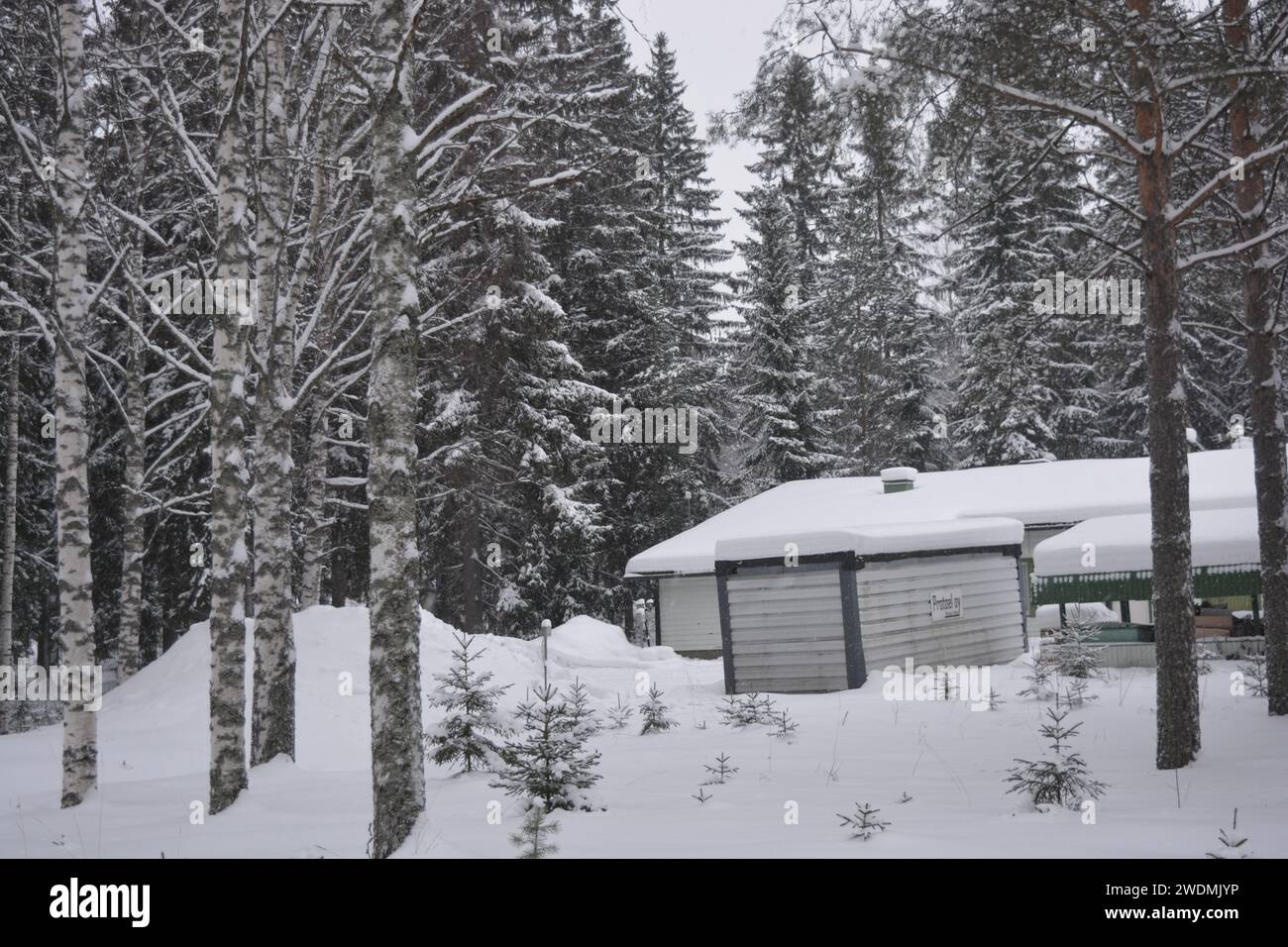 Very beautiful winter landscape, real big pine trees, fir trees ...