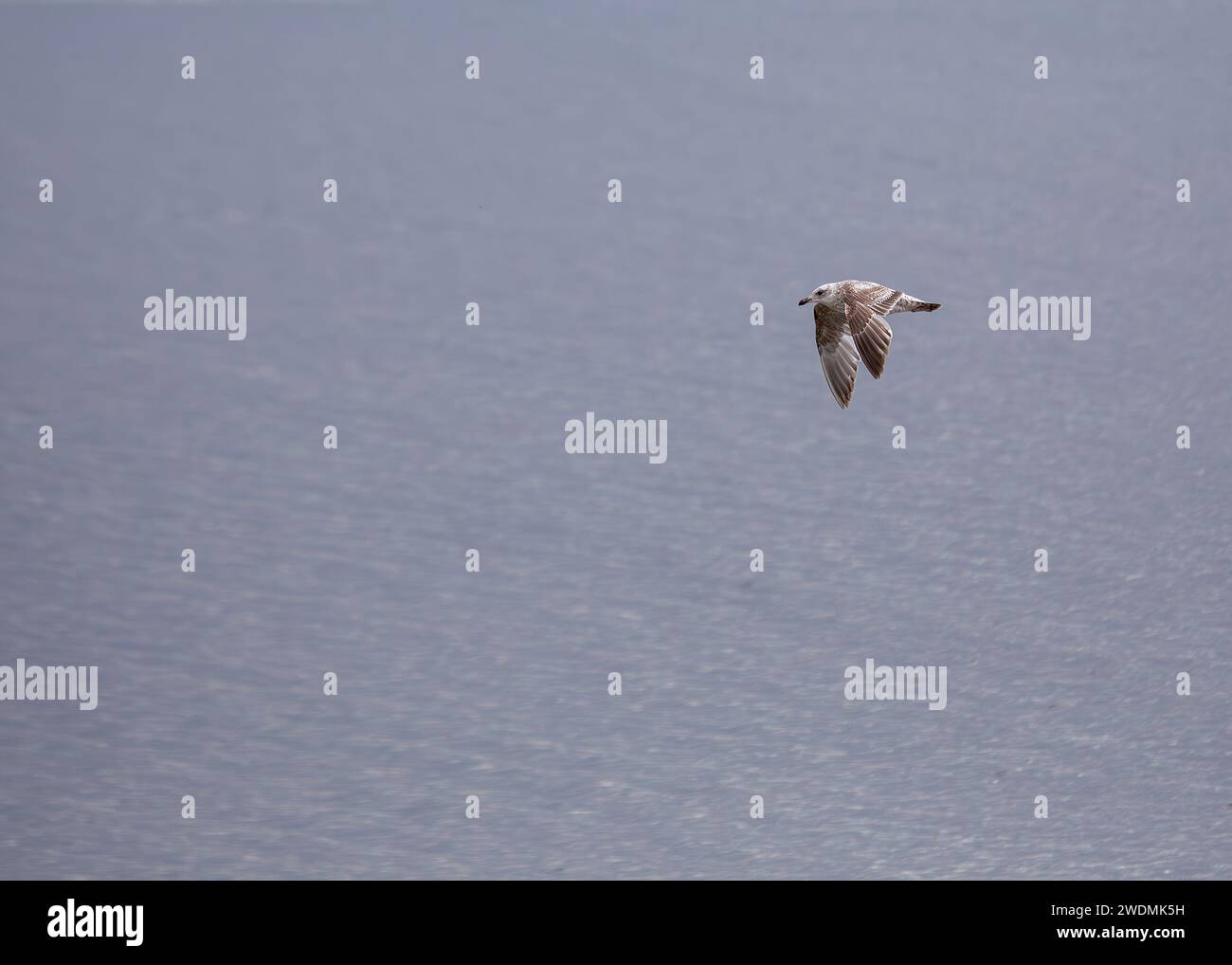Graceful Herring Gull (Larus argentatus) soaring along the coast of ...