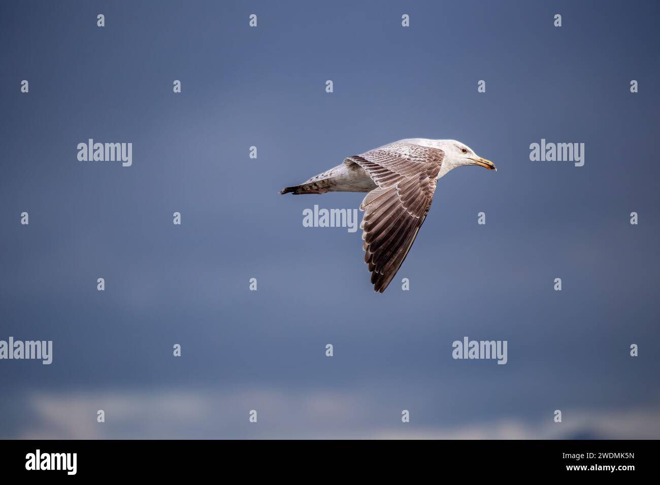 Graceful Herring Gull (Larus argentatus) soaring along the coast of ...