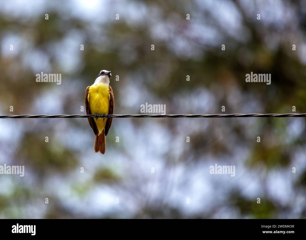 Vibrant Great Kiskadee (Pitangus sulphuratus) captured in the scenic ...