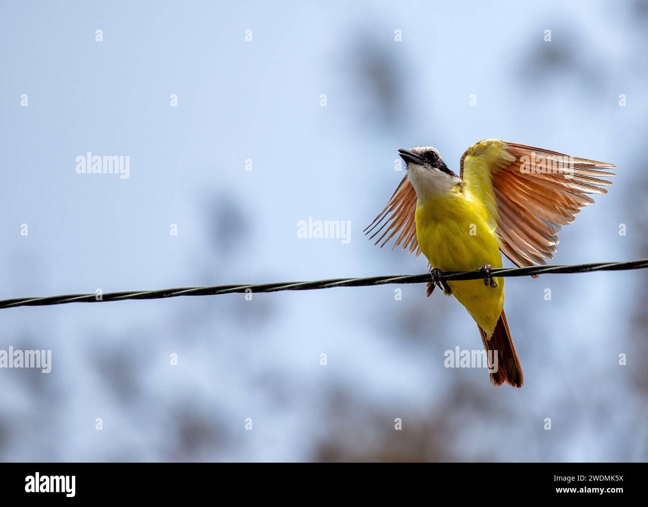 Vibrant Great Kiskadee (Pitangus sulphuratus) captured in the scenic ...