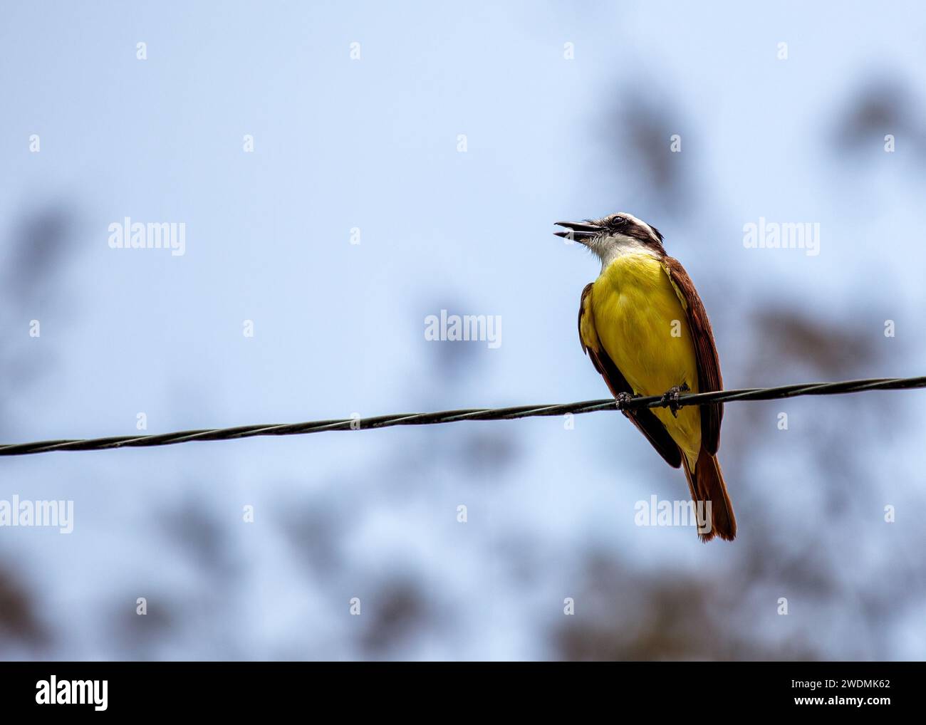 Vibrant Great Kiskadee (Pitangus sulphuratus) captured in the scenic ...