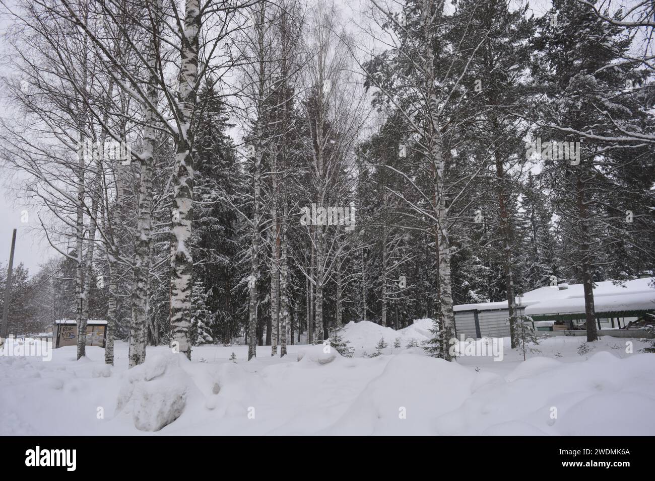 Very beautiful winter landscape, real big pine trees, fir trees ...