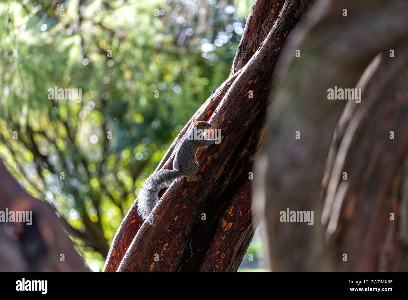 Enchanting grey squirrel (Sciurus carolinensis) captured amid the ...