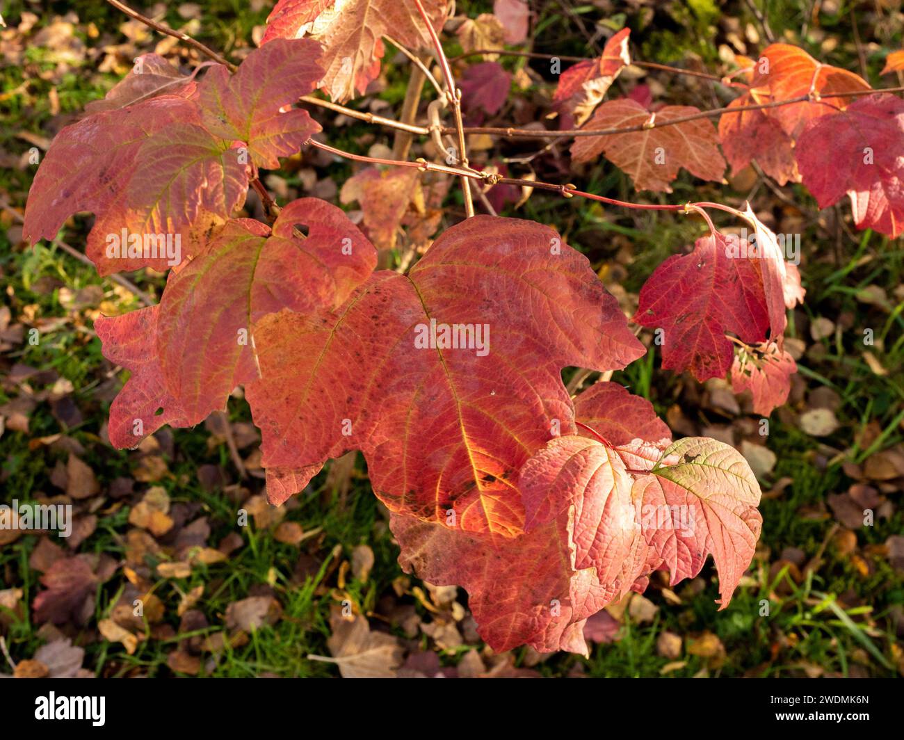 Wincham cheshire hi-res stock photography and images - Alamy