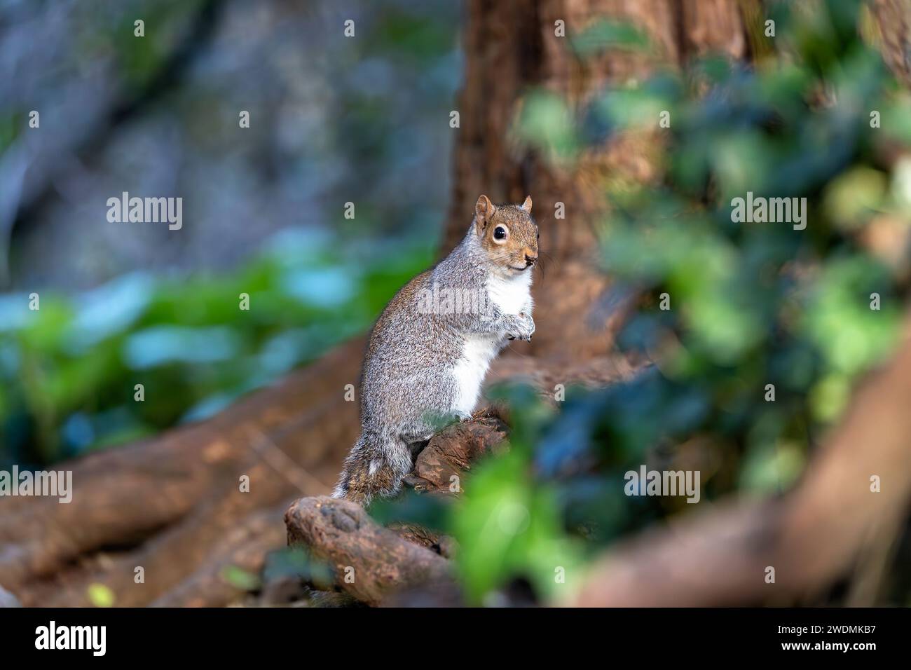 Enchanting grey squirrel (Sciurus carolinensis) captured amid the ...