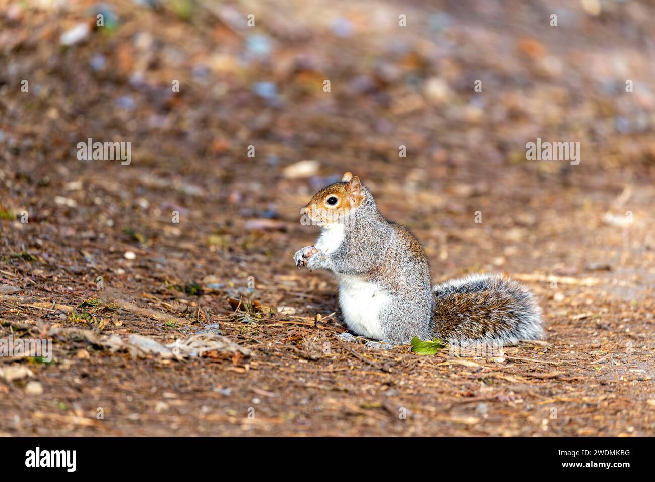 Enchanting grey squirrel (Sciurus carolinensis) captured amid the ...