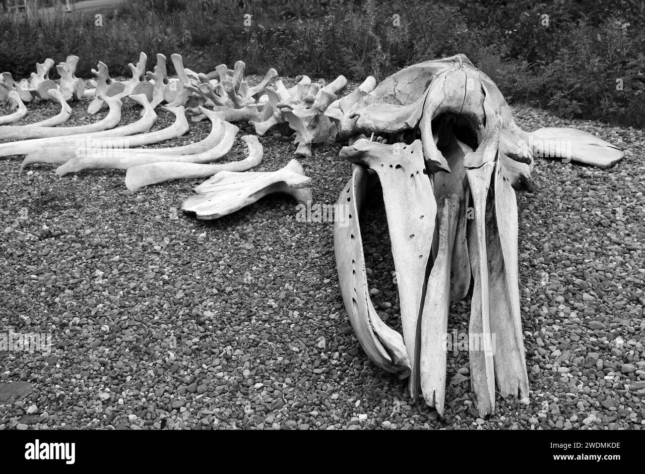 Whale skeleton skull people Black and White Stock Photos & Images - Alamy