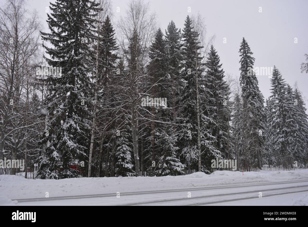Very beautiful winter landscape, real big pine trees, fir trees ...