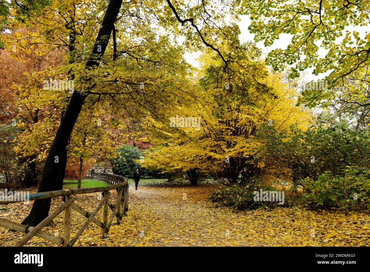 Rustic wooden fences along pathways and autumn colours by a lake in ...