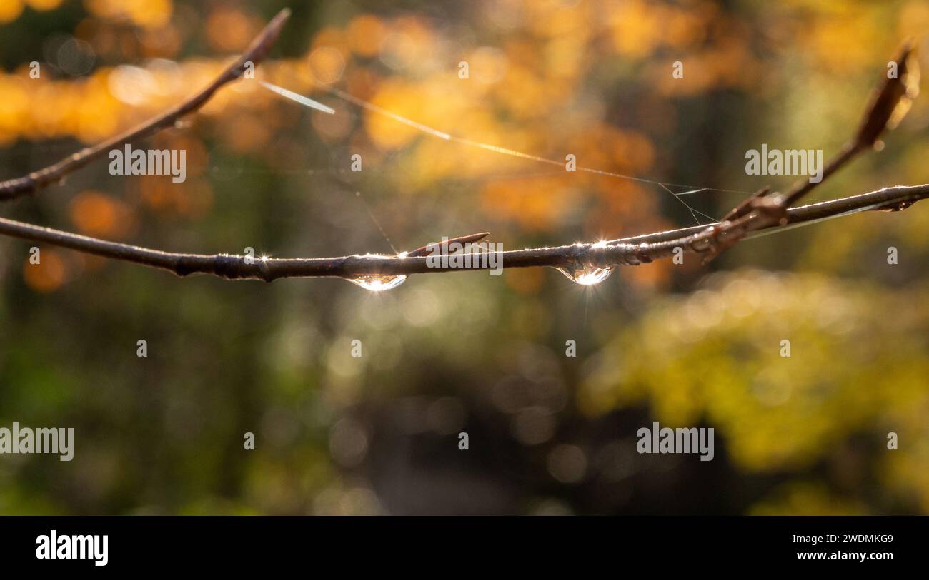 Raindrops on branches at Marbury Country Park, Marbury, Cheshire, UK ...