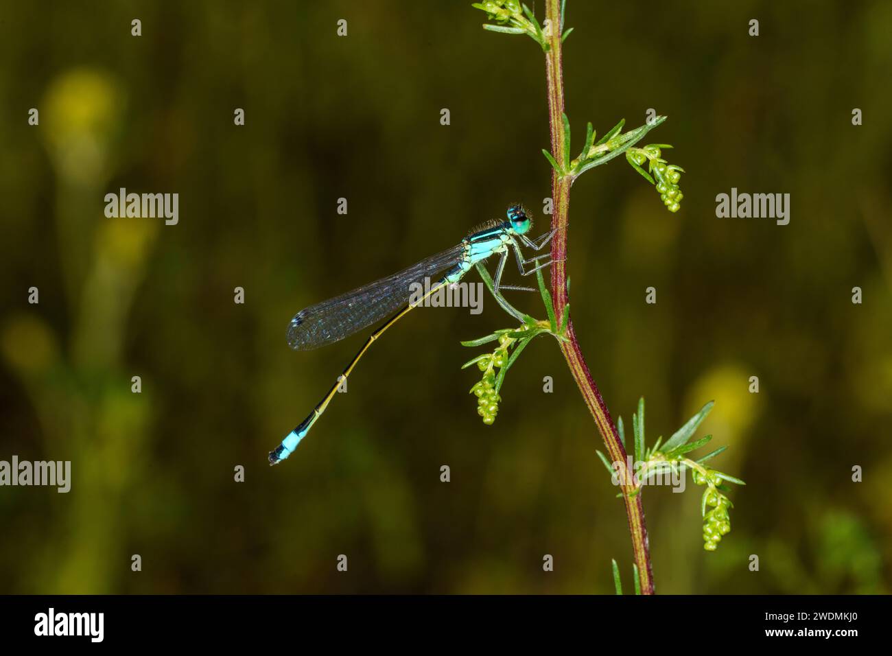 Ischnura elegans Family Coenagrionidae Genus Ischnura Blue-tailed ...