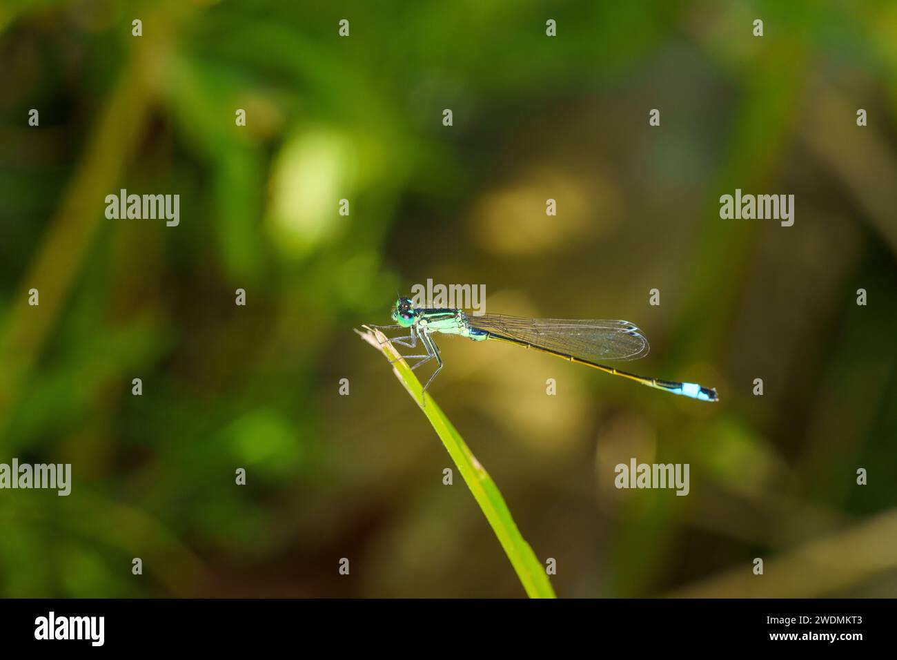 Ischnura elegans Family Coenagrionidae Genus Ischnura Blue-tailed ...
