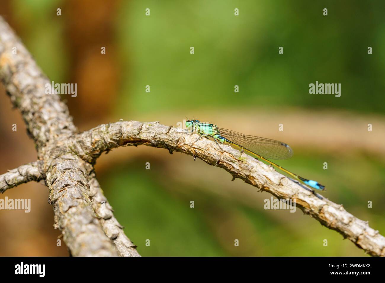 Ischnura elegans Family Coenagrionidae Genus Ischnura Blue-tailed ...