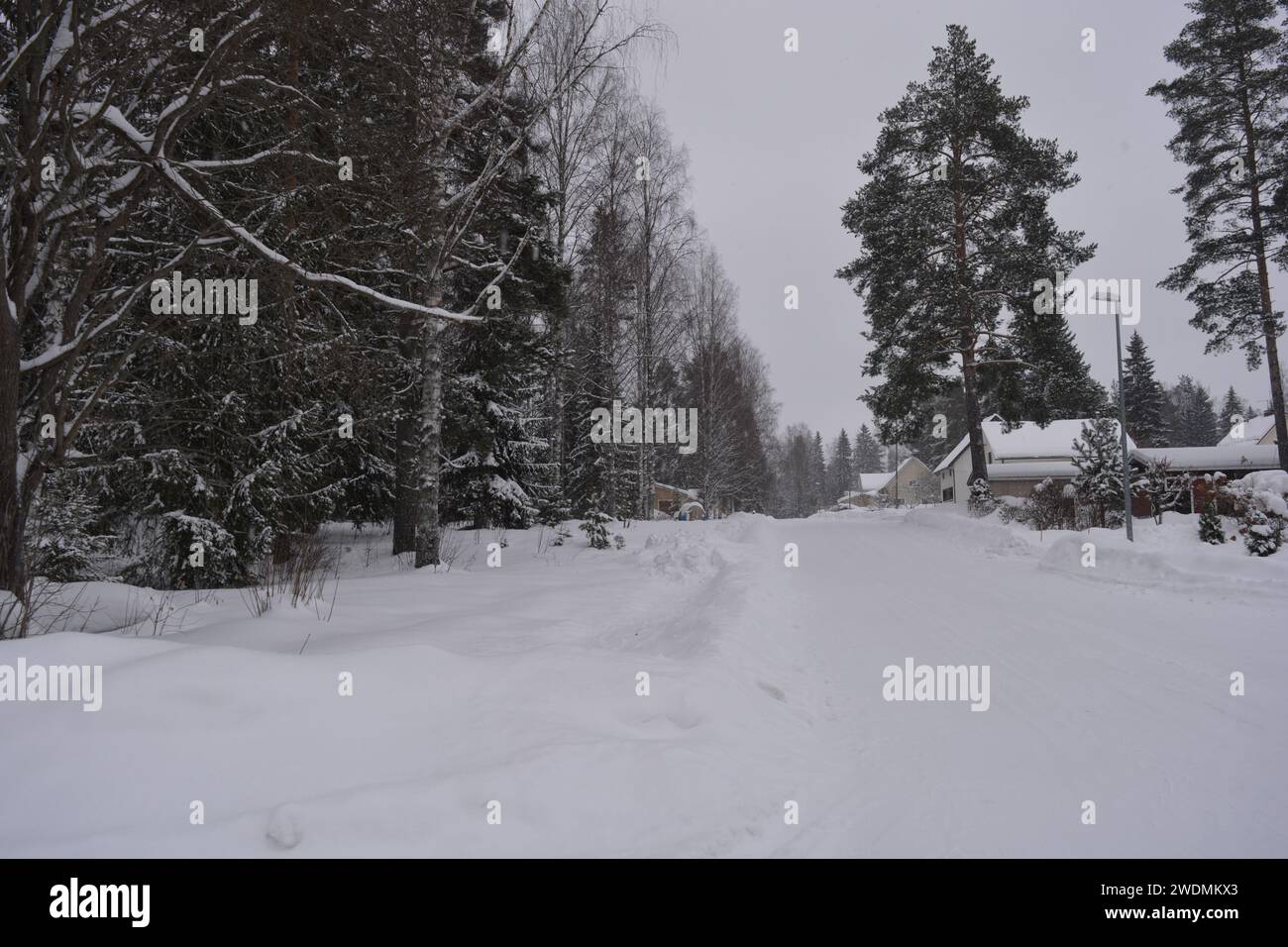 Very beautiful winter landscape, real big pine trees, fir trees ...