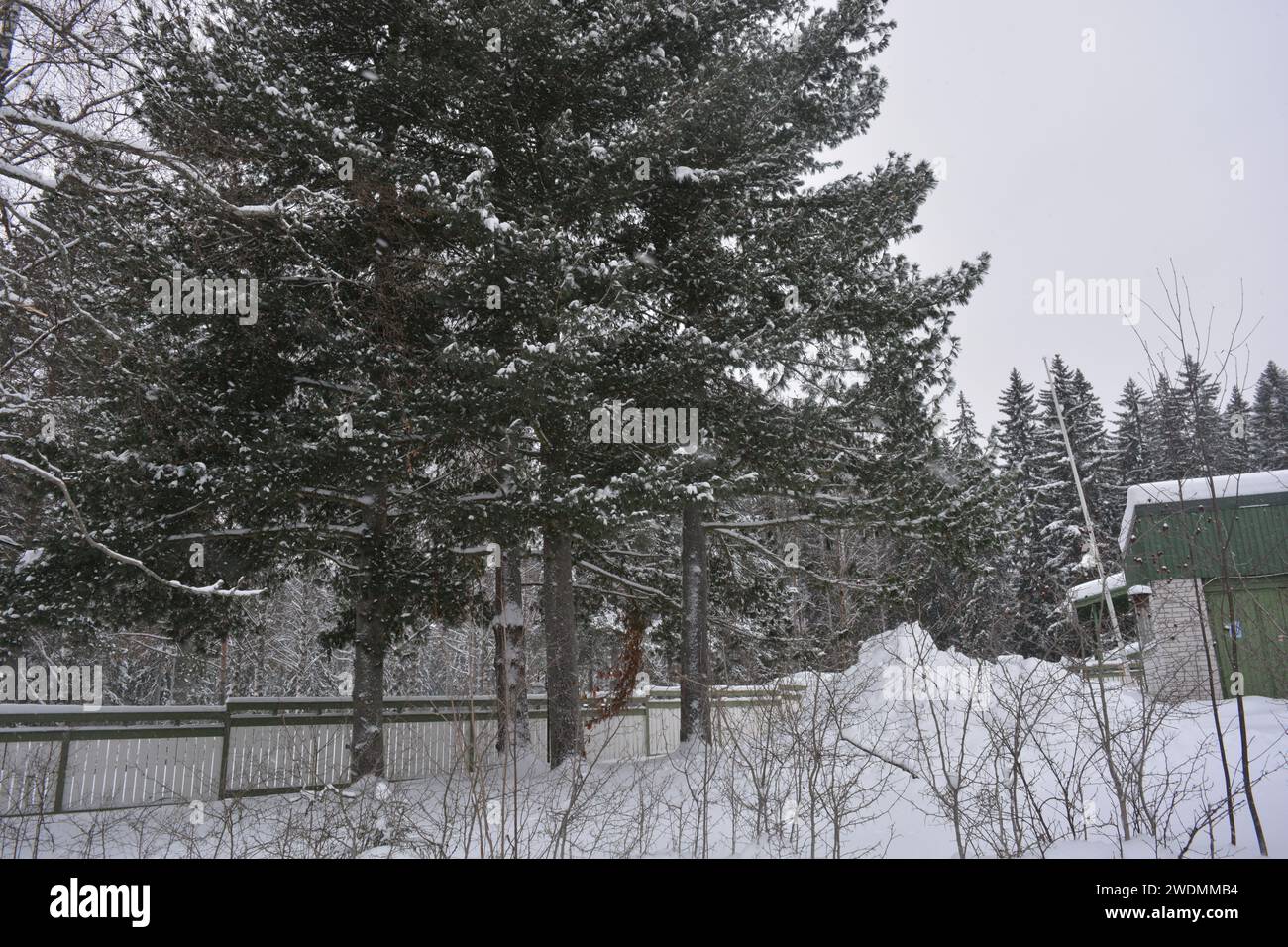 Very beautiful winter landscape, real big pine trees, fir trees ...