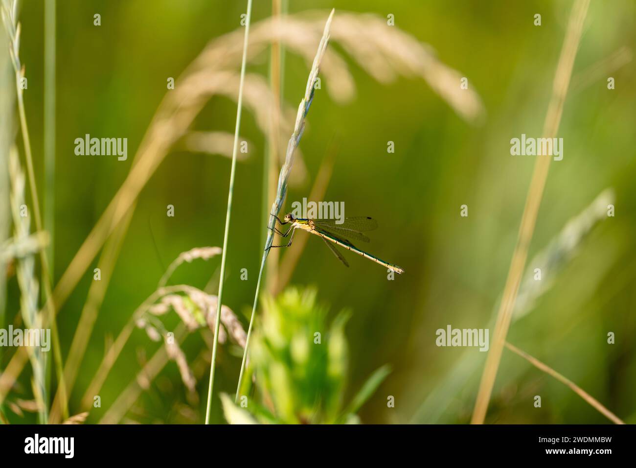 Lestes sponsa Family Lestidae Genus Lestes Emerald damselfly Common ...