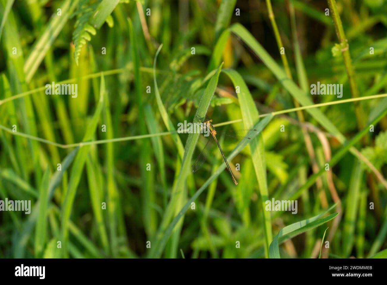 Lestes sponsa Family Lestidae Genus Lestes Emerald damselfly Common ...