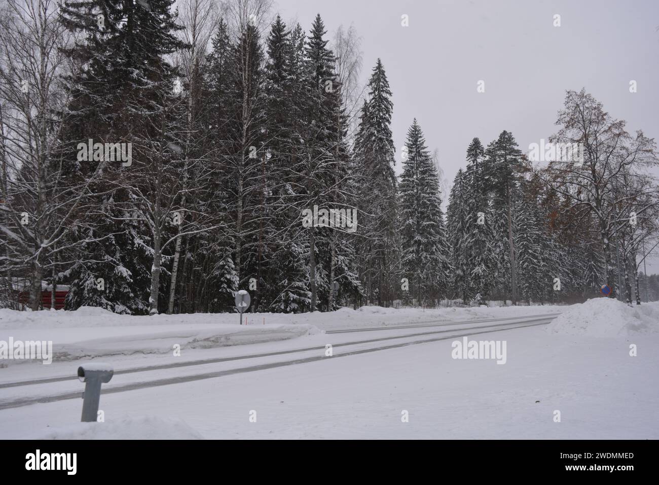 Very beautiful winter landscape, real big pine trees, fir trees ...