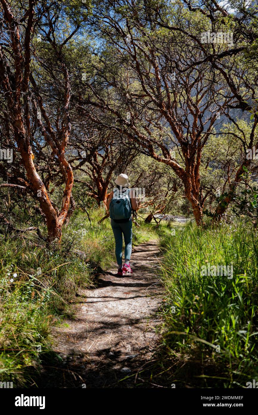 Tourist walks along a path of trees, heading to the Llanganuco lagoon ...
