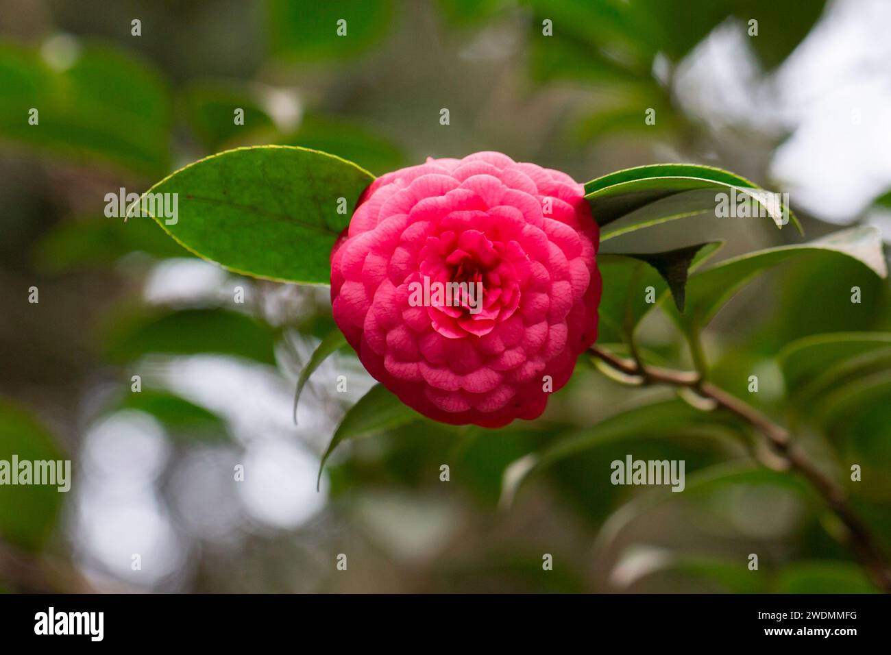 Middlemist Camelia-The rare plant, brought to Britain from China ...