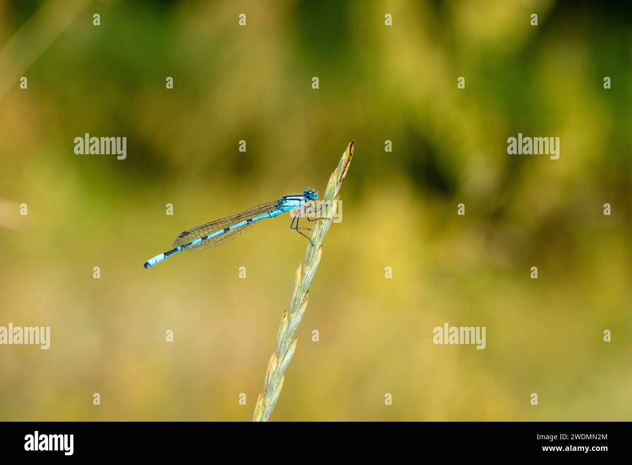 Enallagma cyathigerum Family Coenagrionidae Genus Enallagma Common blue ...