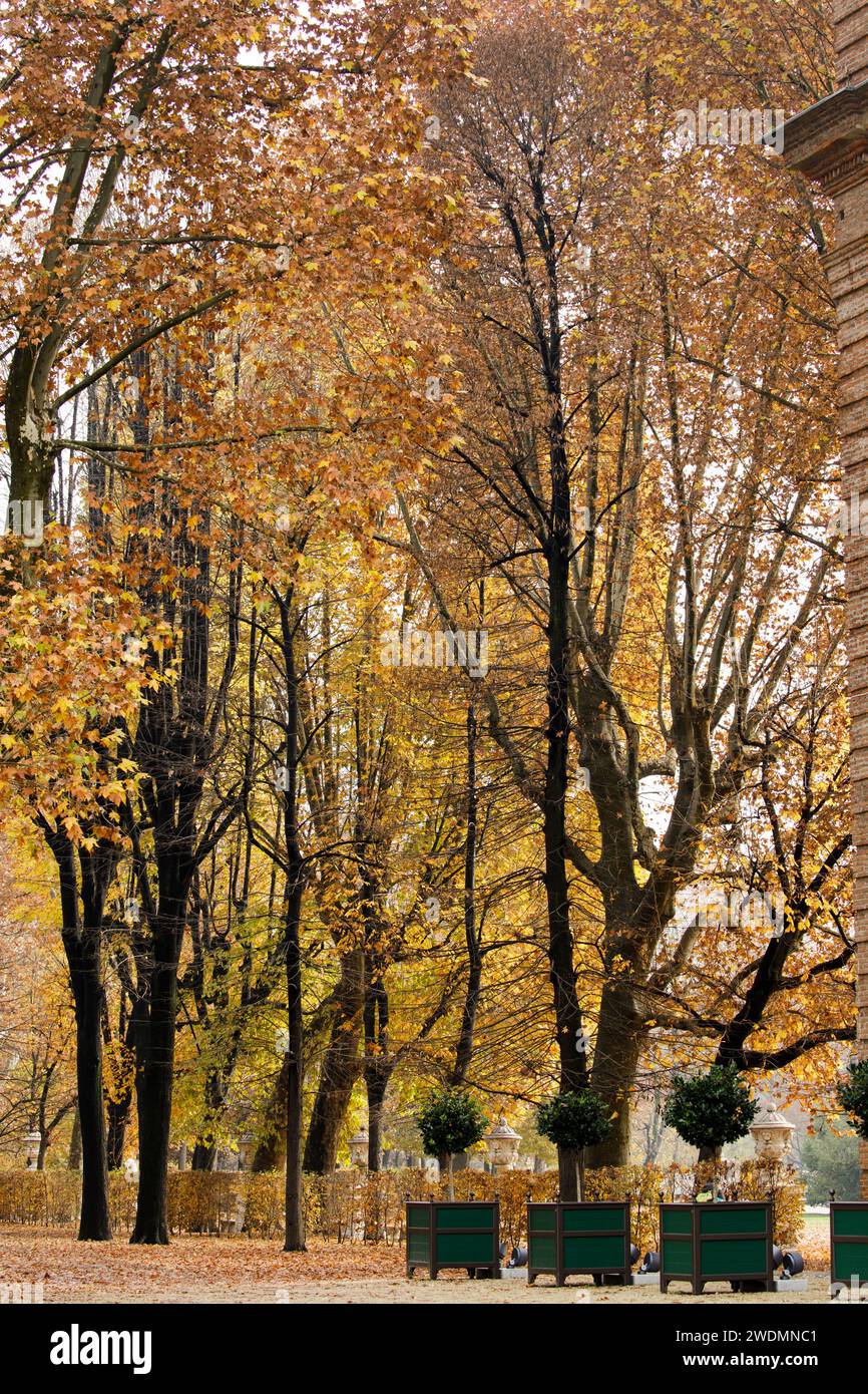 Bay trees in tubs hi-res stock photography and images - Alamy