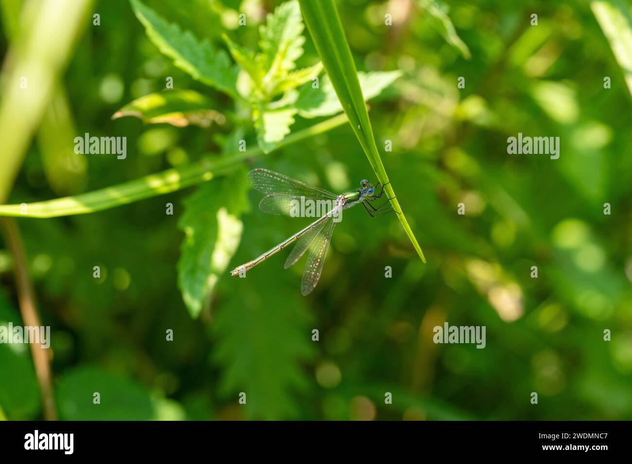 Lestes sponsa Family Lestidae Genus Lestes Emerald damselfly Common ...