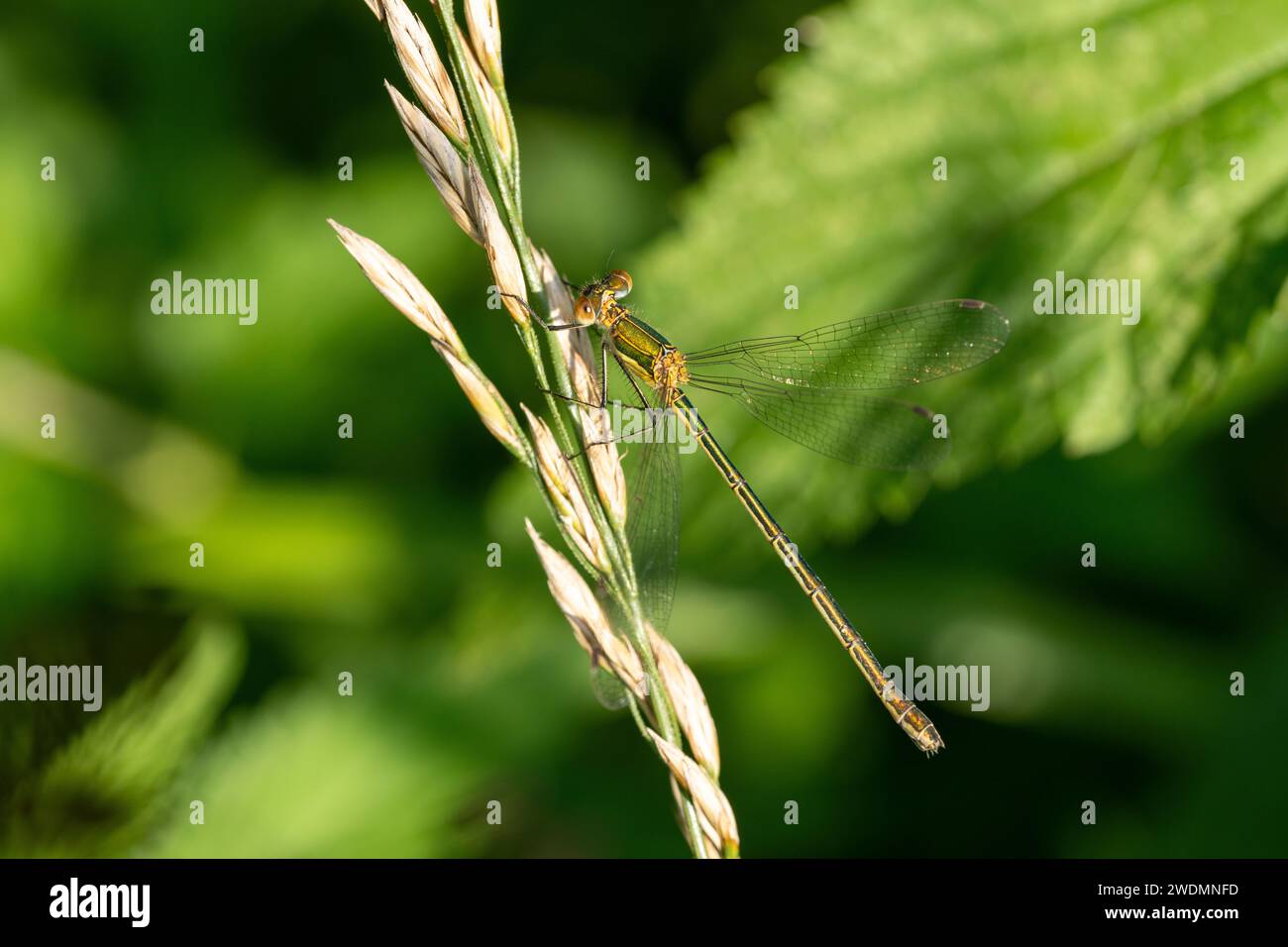 Lestes sponsa Family Lestidae Genus Lestes Emerald damselfly Common ...