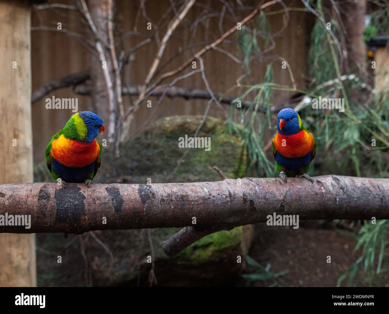 Multiple parrots hi-res stock photography and images - Alamy