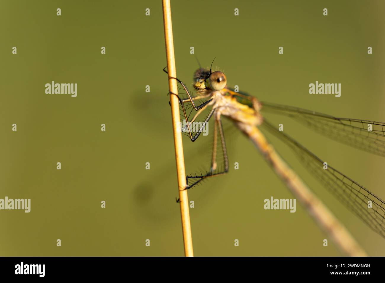 Lestes sponsa Family Lestidae Genus Lestes Emerald damselfly Common ...