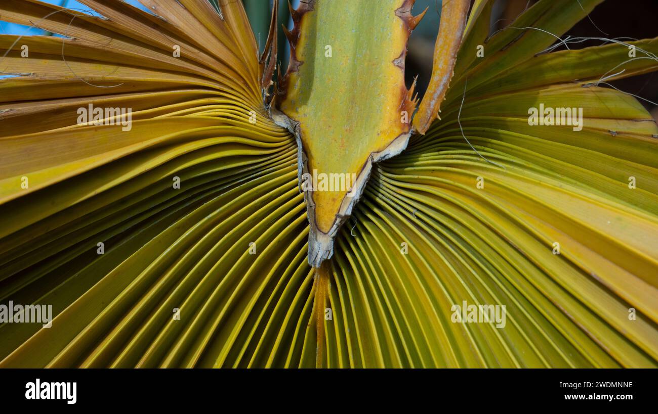 close-up of a palm leaf. fan-shaped leaves with lots of texture. green ...