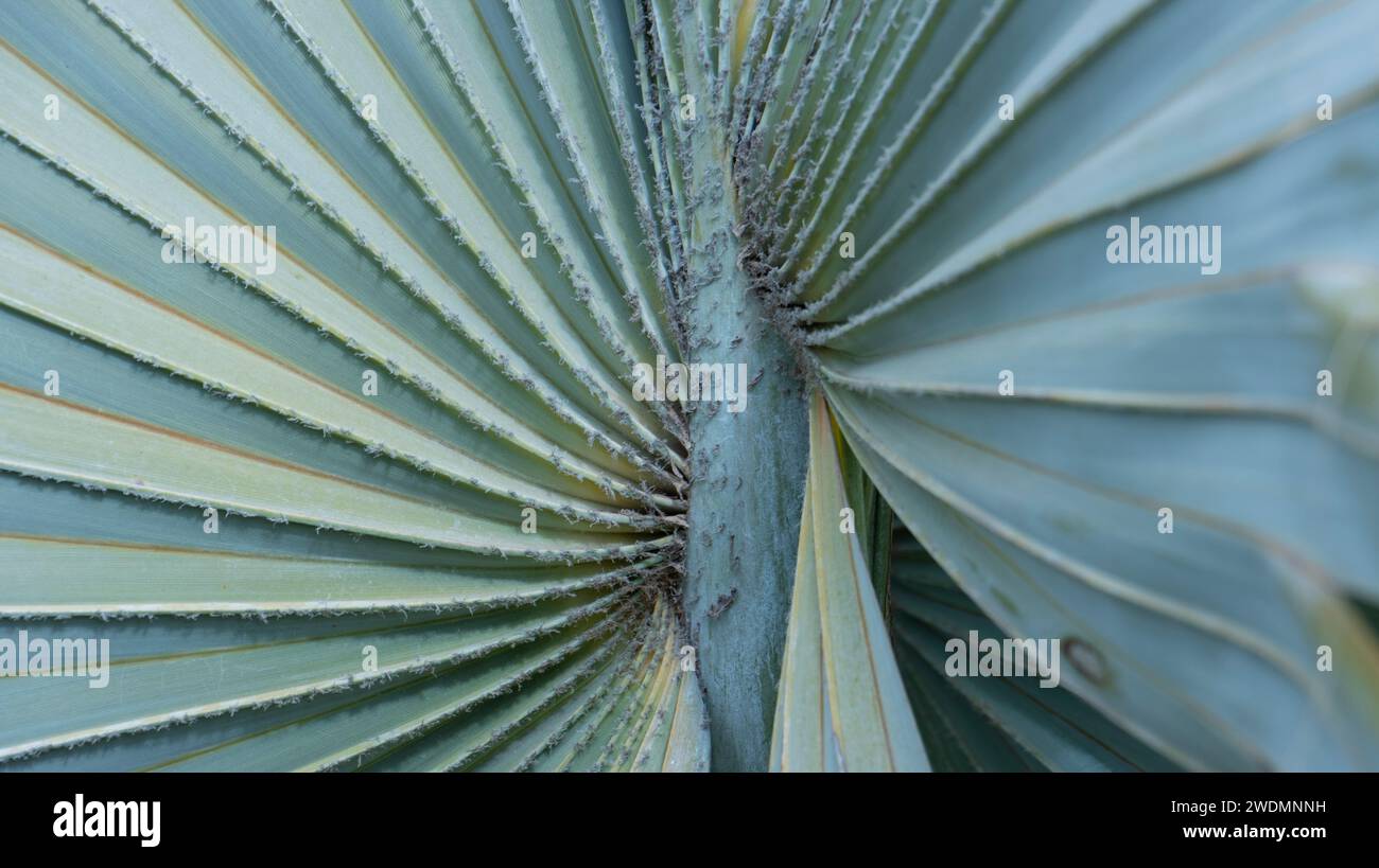 Fan shaped leaves hi-res stock photography and images - Alamy