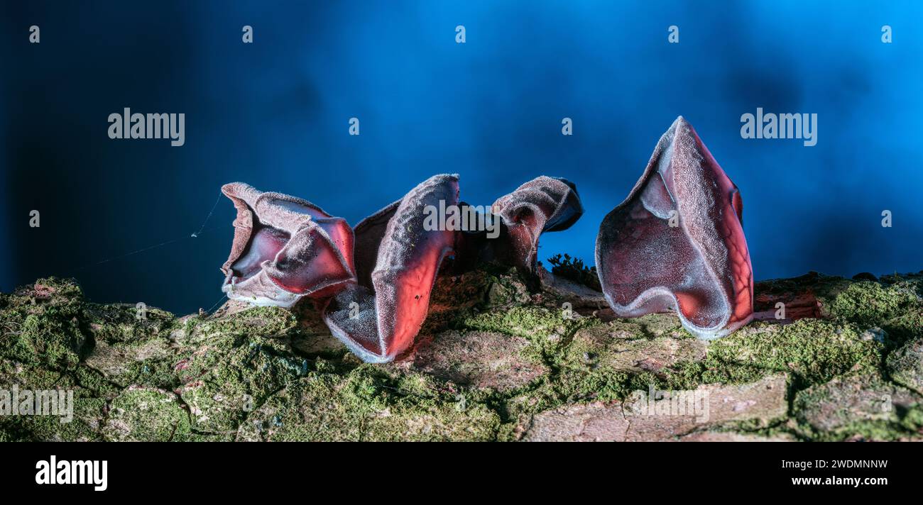 Judas ears grow almost all year round, preferably on old elder trees. A ...