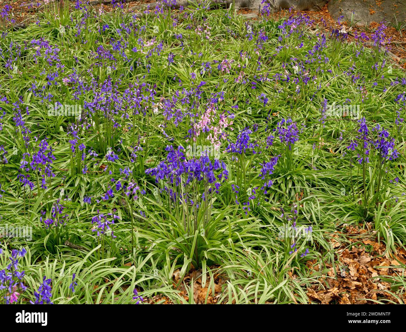 Fantastic bluebell display in wodds at Arley hall, Knutsford Cheshire ...
