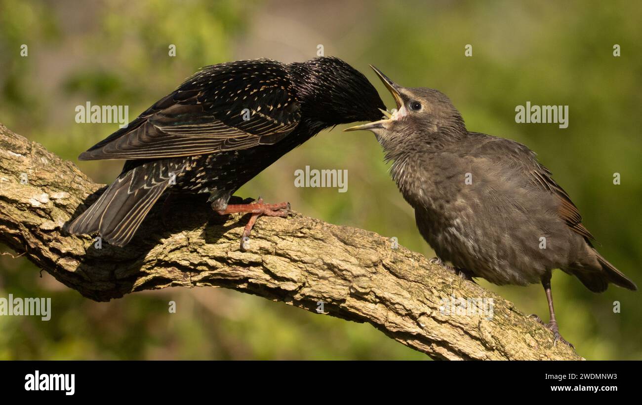 Starling feeds fledgling hi-res stock photography and images - Alamy