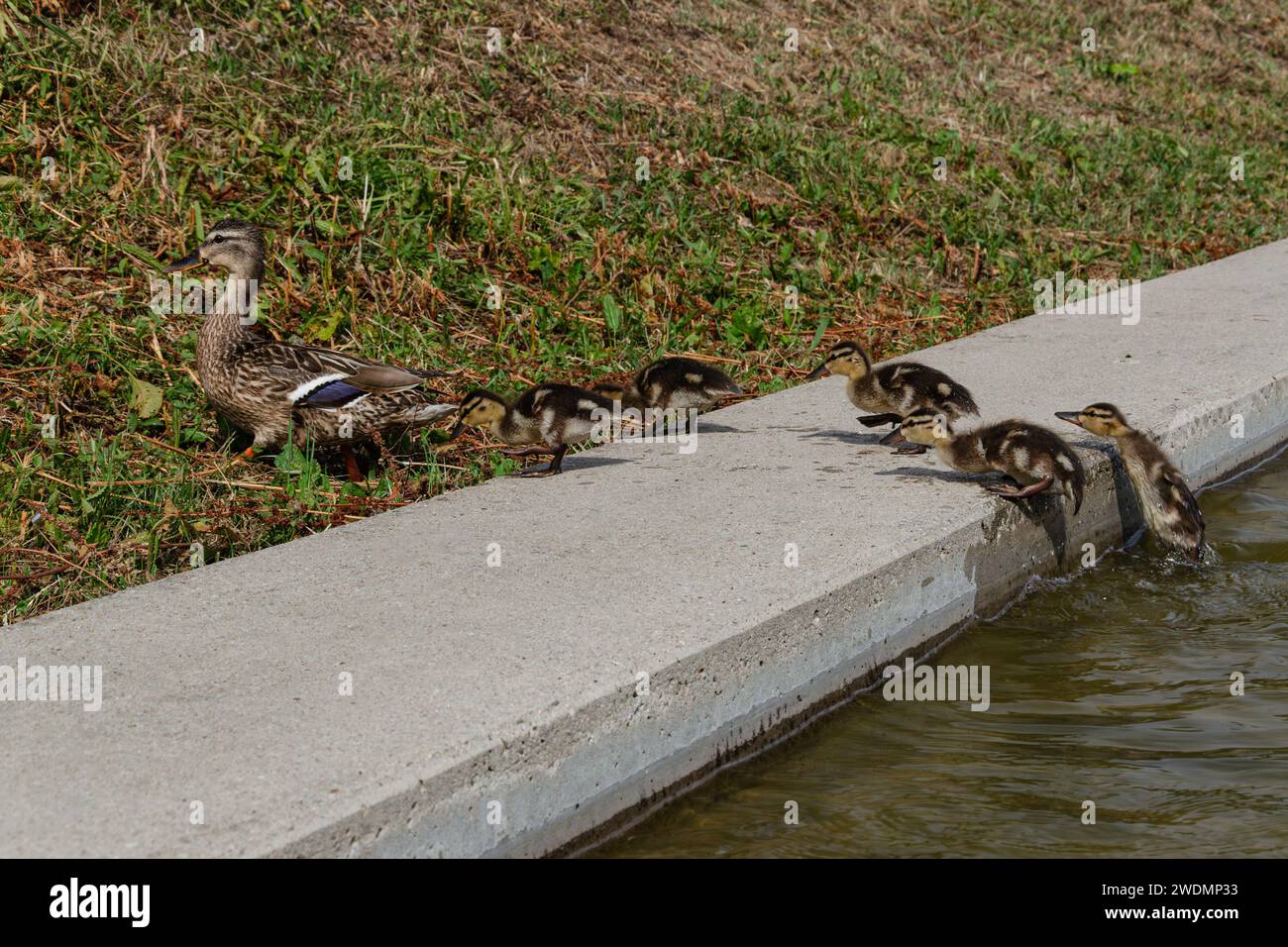 duck and ducklings climb out of water Stock Photo - Alamy