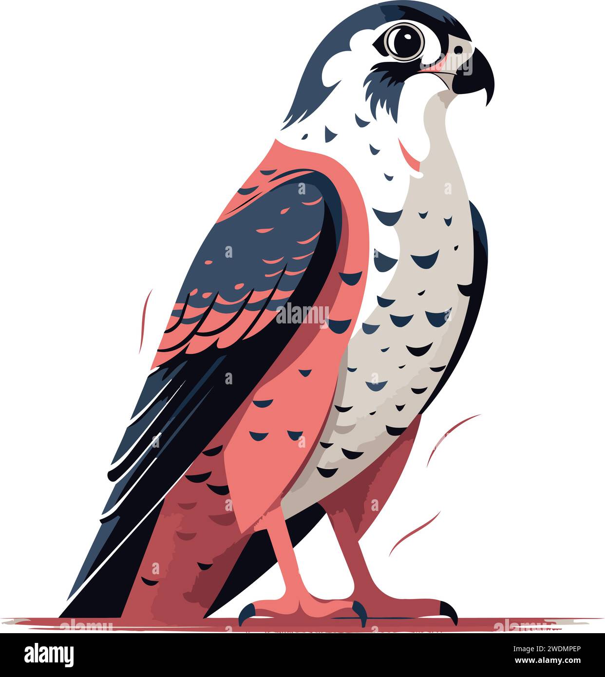 Peregrine falcon bird falco peregrinus Stock Vector Images - Alamy
