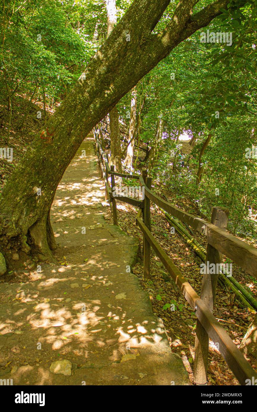 Nature's Gateway: Majestic Tree with a Broad Trunk Growing Over Stairs ...