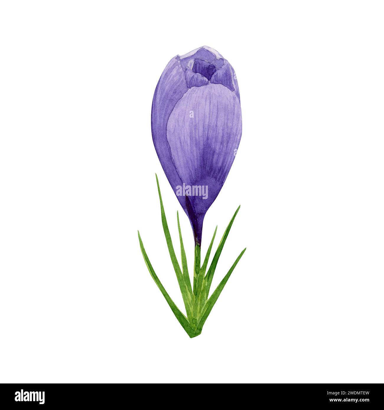Spring flower purple crocus. Hand painted watercolor floral ...