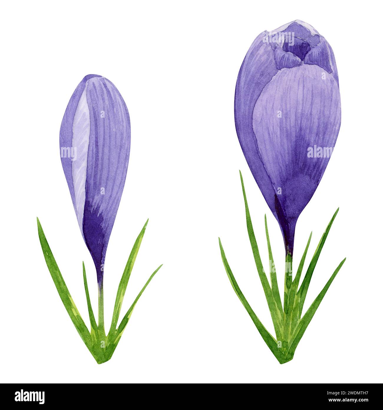 Spring flower purple crocuses set Hand painted watercolor floral ...