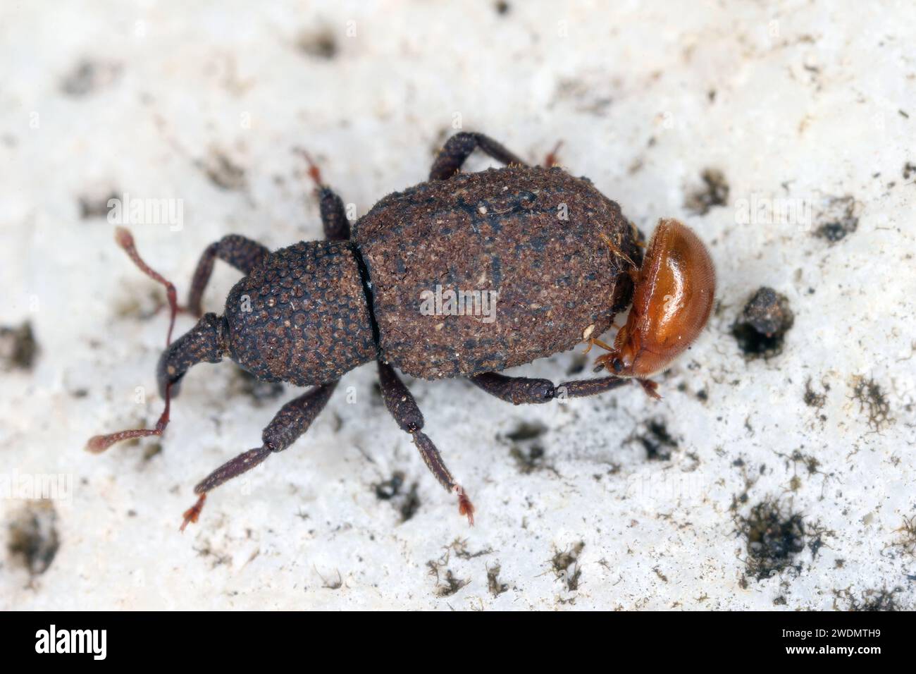 Beetles, a weevil (Curculionidae) and another observed on the island of ...