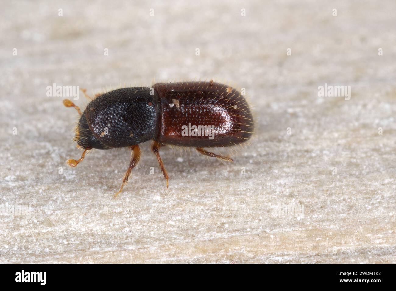 A bark beetle (Scolytinae in Curculionidae, formerly Scolytidae ...