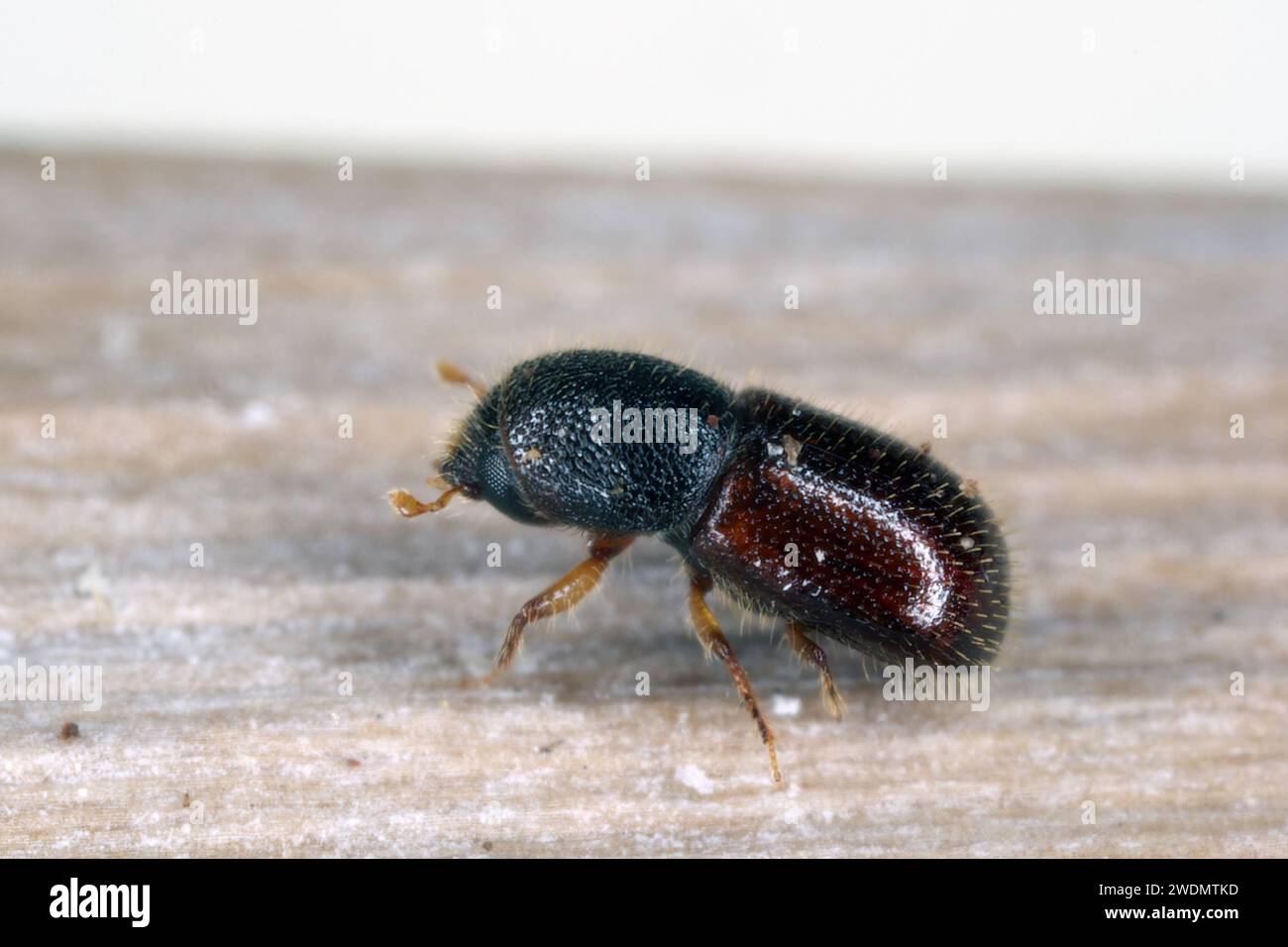 A bark beetle (Scolytinae in Curculionidae, formerly Scolytidae ...