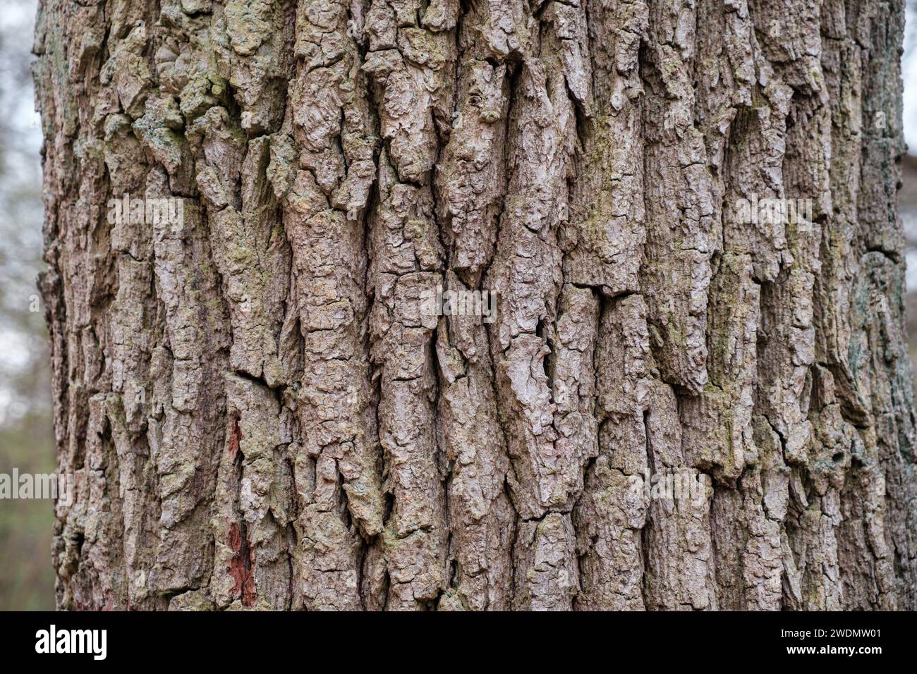 Oak woods in foreground hi-res stock photography and images - Alamy